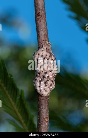 White Tortoise Scales of the Family Coccidae Stock Photo - Alamy