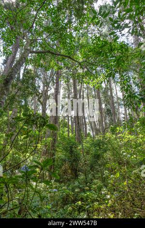 Trees in a rainforest in southeastern Brazil Stock Photo - Alamy