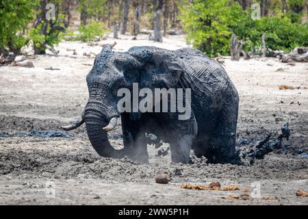 Elephant stomping in the mud in Botswana, Africa Stock Photo - Alamy