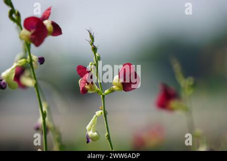 The flower of Macroptilium lathyroides (Also known phasey bean). The ...
