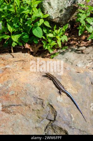 Colorful Juvenile Five-lined Skink at Shenandoah National Park along ...