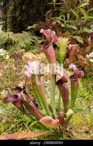 Detail of the carnivorous plant Sarracenia x Juthatip Soper Stock Photo ...