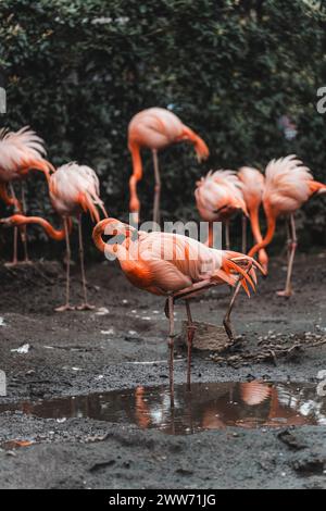 A vertical of flamingos gathered near muddy pond's edge at a zoo Stock ...