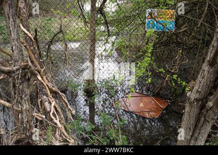 Chesham, UK. 21st March, 2024. Mallard ducks were feeding in the clear ...