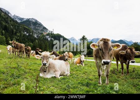 Neuschwanstein Castle and herd of cows, near Fuessen, Ostallgaeu ...
