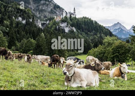 Neuschwanstein Castle and herd of cows, near Fuessen, Ostallgaeu ...