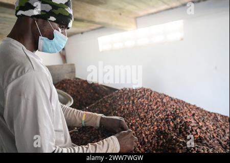 sorting cocoa beans ghana africa Stock Photo - Alamy