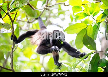 Beautiful howler monkey (Alouatta palliata) in his natural habitat high ...