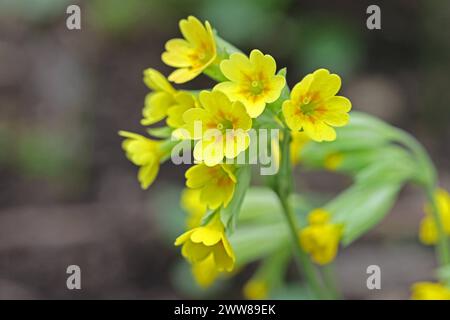 Wildblumen im Garten Die Echte Schlüsselblume zur Blütezeit im Frühling ...