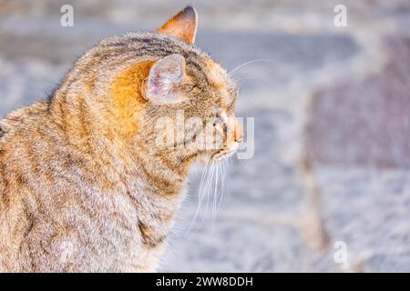 Street Cat, close portrait, wildlife animals, urban cat Stock Photo - Alamy