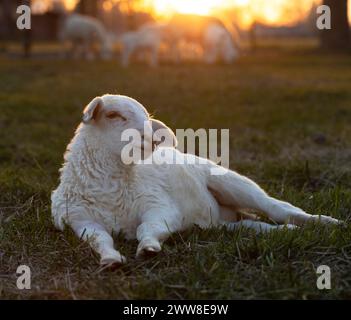 A white lamb lying on the grassy ground with a net in front of it Stock ...