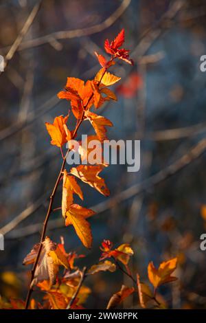 Leaves chaning color during autumn. Close up of the leaves with special ...