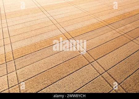 Nature's Refuge: Tranquil Spruce Forest Offering Solace and Peace Stock ...