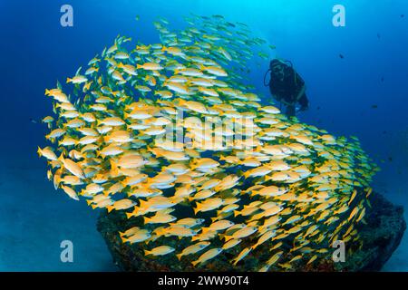A school of yellow fish (Yellowtail Snappers), swimming in a tank, with ...