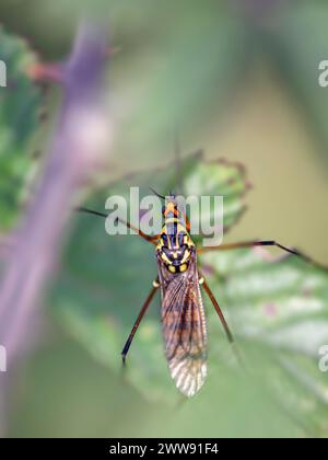Small colorful mosquito. Northern portuguese meadows. Early autumn ...
