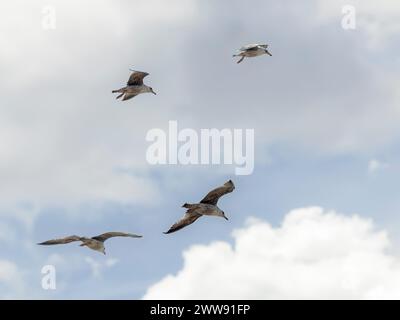 Four seagulls in flight. Photo Overlay Stock Photo - Alamy