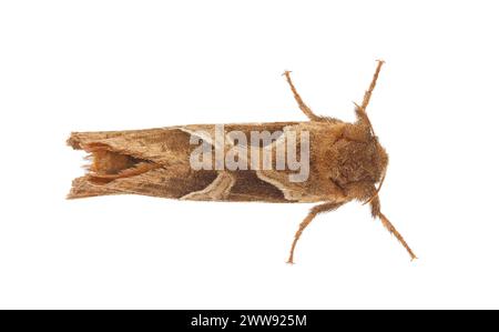 Orange swift moth isolated on white background, Triodia sylvina Stock ...