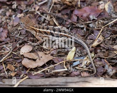 Three-eyed lizard, Calarodon madagascariensis eating, Zombitse ...