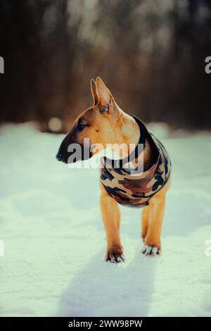 A ginger bull terrier, on a winter's day in the park, plays with its ...