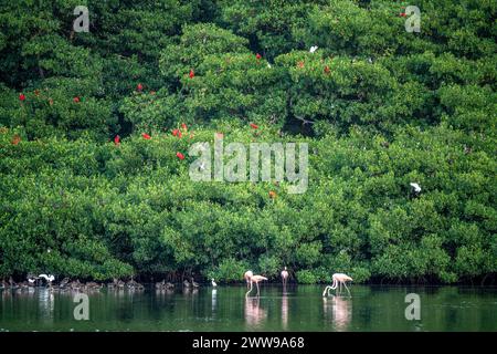 Group of flamingos and scarlet ibis flying over Caroni Swamp in ...