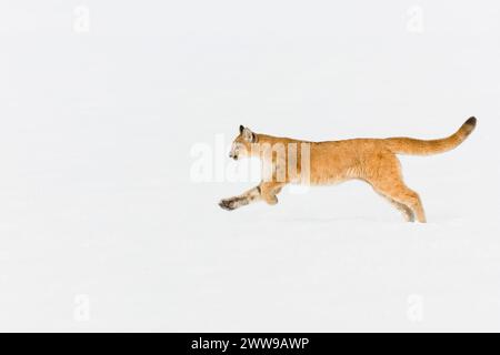 Puma Felis concolor, juvenile running, Montana, USA, March Stock Photo ...