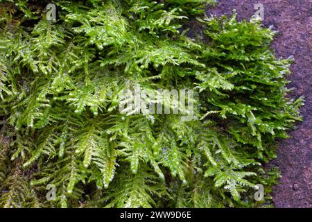 Neckera complanata (Flat Neckera) grows on shaded, base-rich rocks. It ...