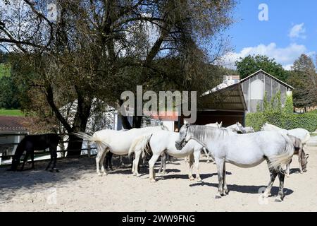 Lipizzan horses, Piber Federal Stud, Piber, Styria, Austria Stock Photo ...