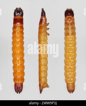 Wireworm, larva of Mouse grey Click Beetle (Agrypnus murinus ...