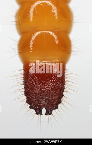 WIREWORM (LARVA) AND CLICK BEETLE (ADULT) (LIMONIUS AGONUS) DESTRUCTIVE ...
