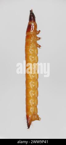 Wireworm, larva of Mouse grey Click Beetle (Agrypnus murinus ...