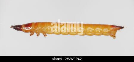 Wireworm, larva of Mouse grey Click Beetle (Agrypnus murinus ...