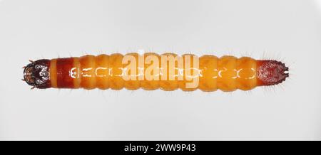 Wireworm, larva of Mouse grey Click Beetle (Agrypnus murinus ...