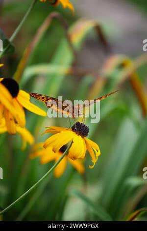 Insect. Overhead view of a yellow and black Hoverfly, flowerfly, sweat ...