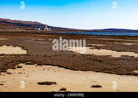 plants that grow on salt pools while there is no sea in them Stock ...