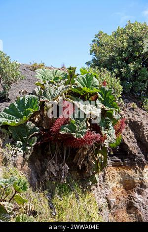 Poor Man's Umbrella (Gunnera insignis), Gunneraceae, Costa Rica Stock ...