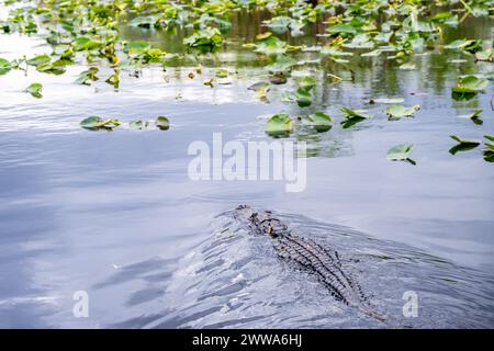 American Allegator swimming in marsh swamp water in the Everglades ...