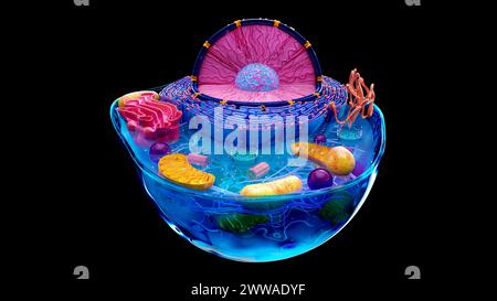 Components of Eukaryotic cell, nucleus and organelles and plasma ...