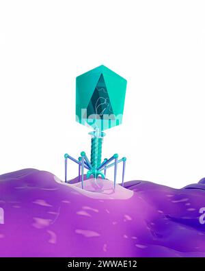Illustration of an Escherichia virus T4 bacteriophage on an E. coli bacterium. The bacteriophage ...