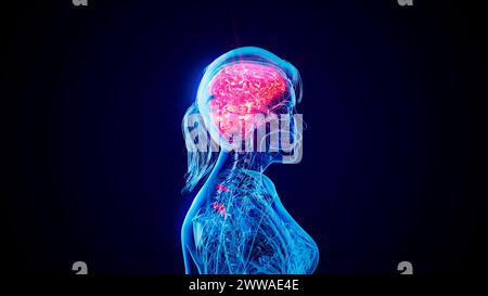 Female brain, illustration Stock Photo - Alamy