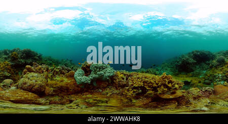 360° view of Coral reef and marine fish. Undersea world scene - Alamy