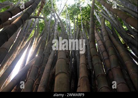 Giant Bamboo stalks grow in a tropical jungle Stock Photo - Alamy