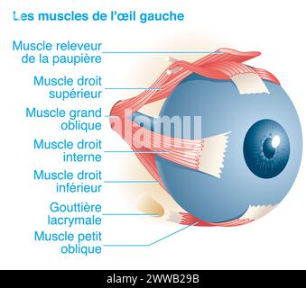 Human Eye Extraocular Muscles. Ophthalmology. Eyes muscles in side view ...