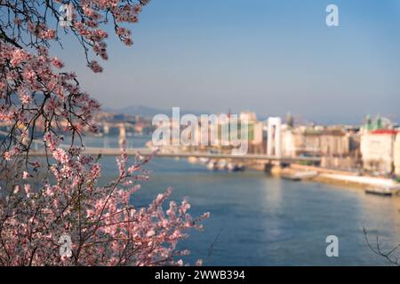 Budapest, Hungary: Blooming almond tree. Crucifix on the background ...