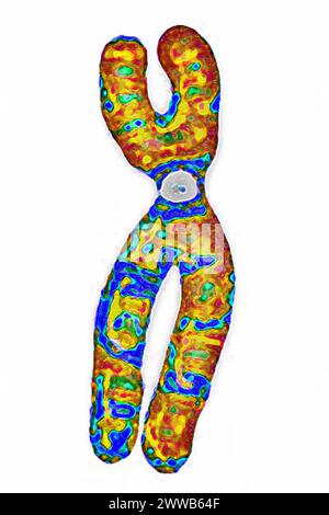 Human chromosome (23 pairs of chromosomes - 46 chromosomes, 22 pairs ...