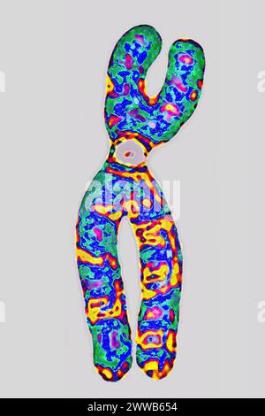 Human chromosome (23 pairs of chromosomes - 46 chromosomes, 22 pairs ...