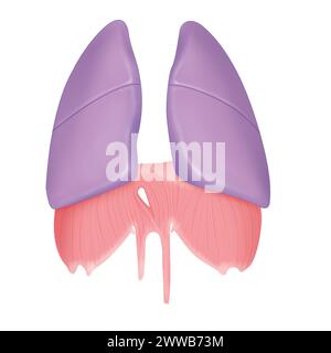 The lungs and diaphragm in posterior view. Only two lobes are visible ...