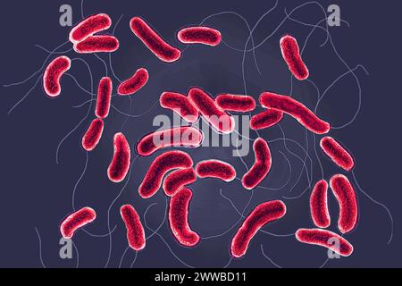 Cholera bacilli or cholera vibrio Vibrio cholerae. Cholera is a ...