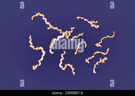 Borrelia - pathogenic bacteria (Spirochaetota) responsible for Lyme ...