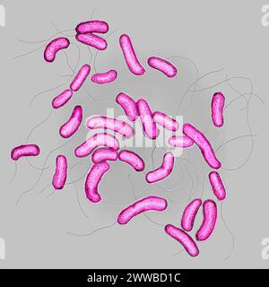 Cholera bacilli or cholera vibrio (Vibrio cholerae). Cholera is a ...