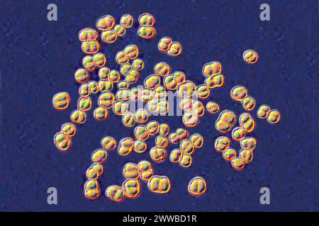 Meningococcus or meningococcal disease or Neisseria meningitidis, is a ...